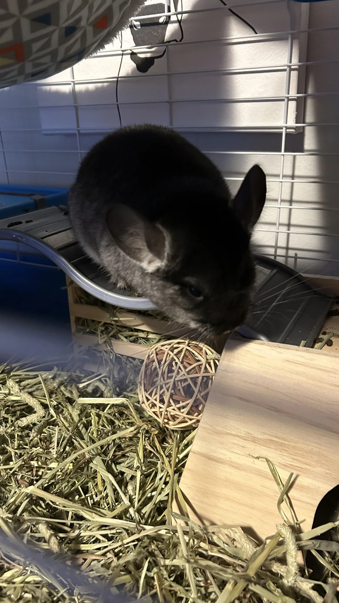 First time chinchilla owner! | Scrolller