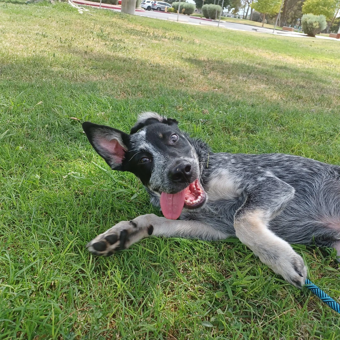 Huxley being a silly willy | Scrolller