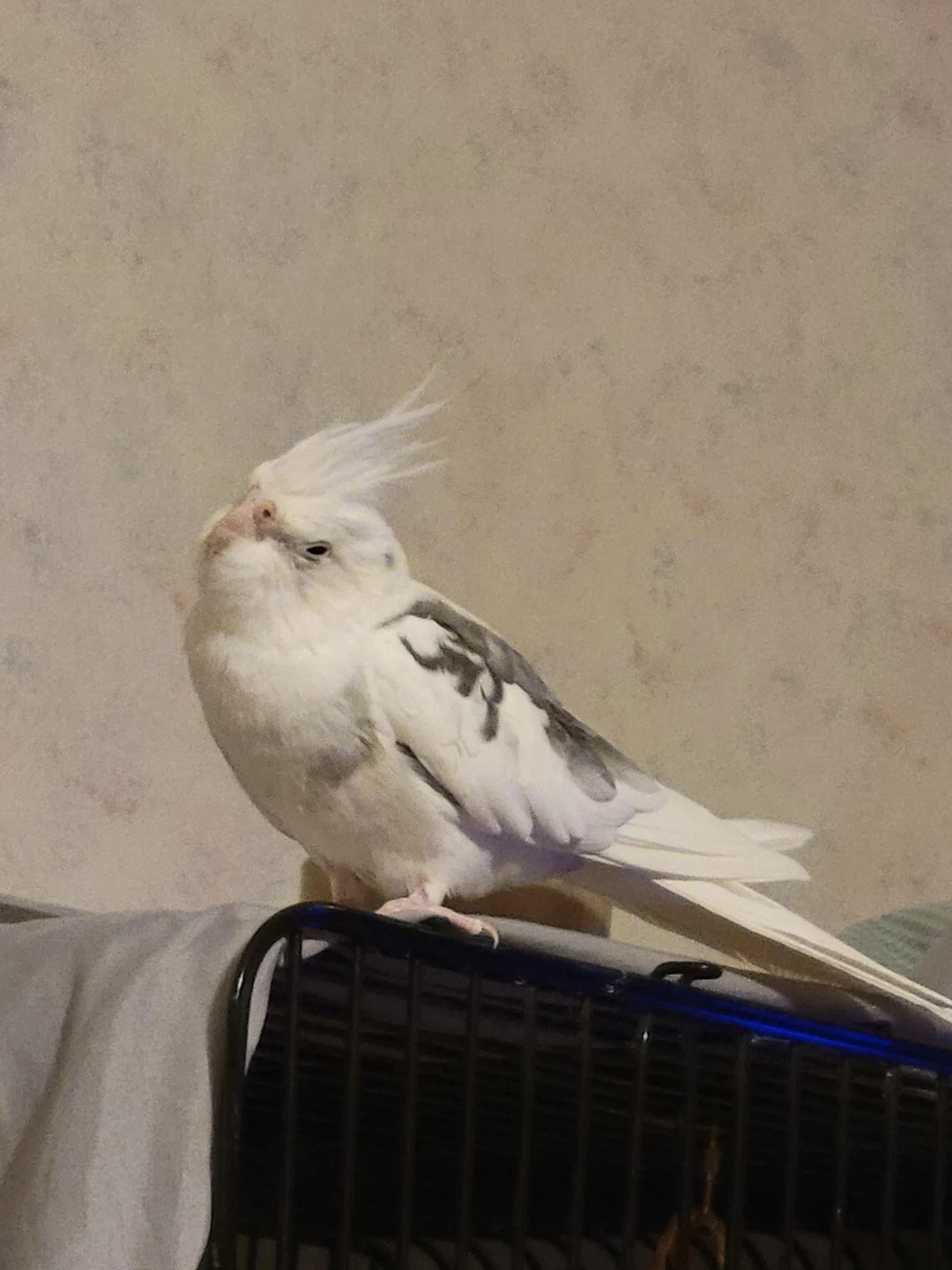 Seepy birb | Scrolller