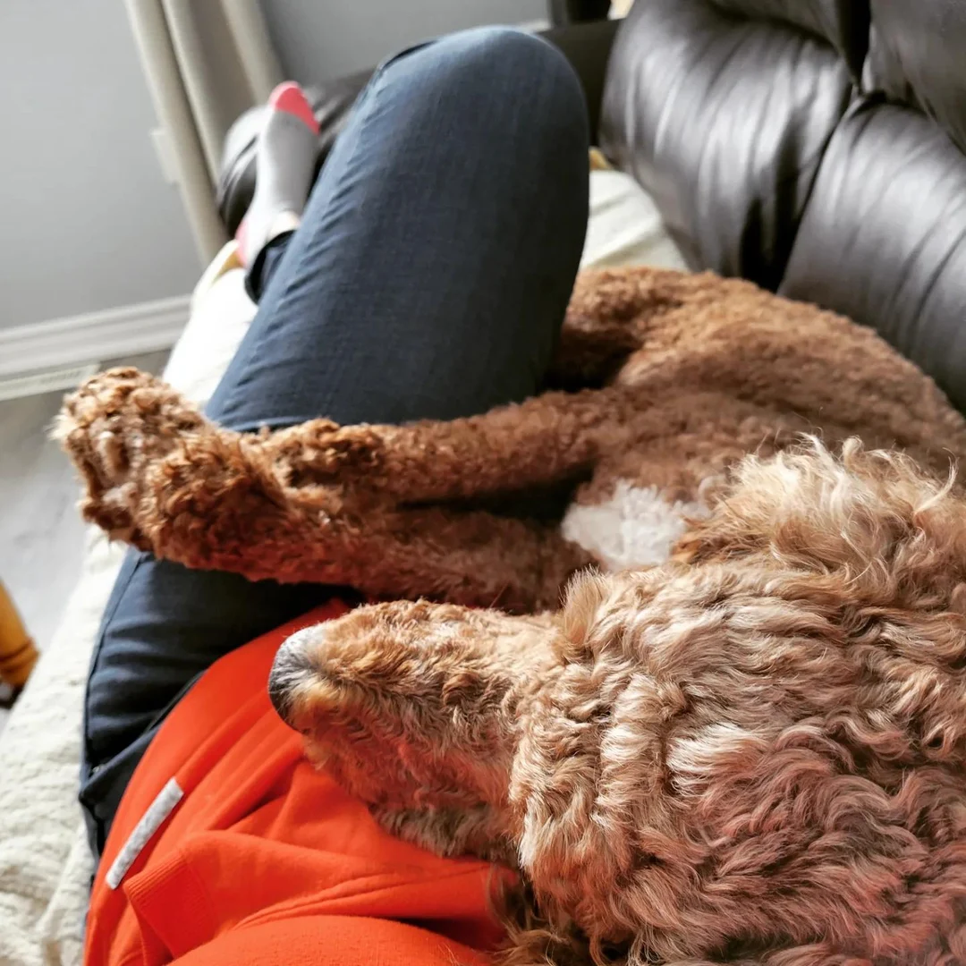 This is my rescue dog. LOVE HIM! | Scrolller