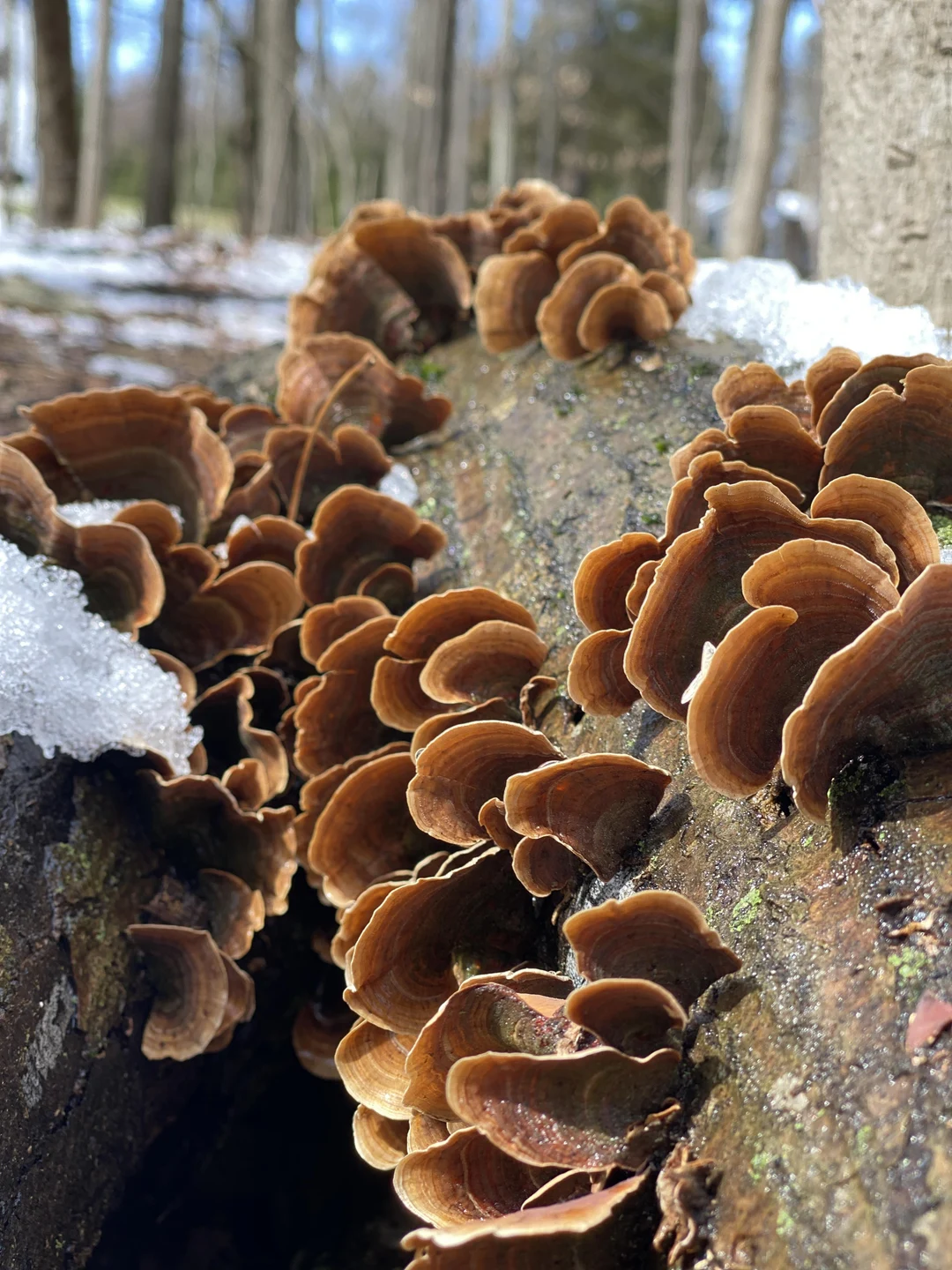 Love these little Turkeys | Scrolller