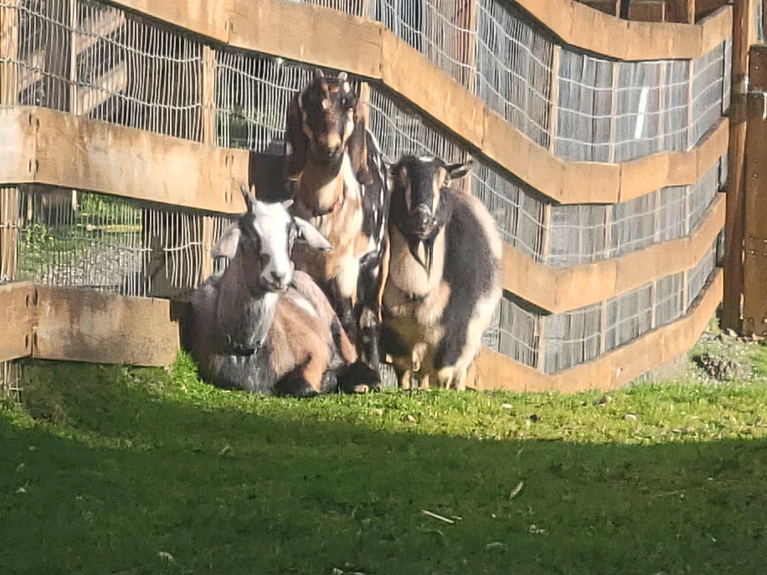Some goats from my internship | Scrolller