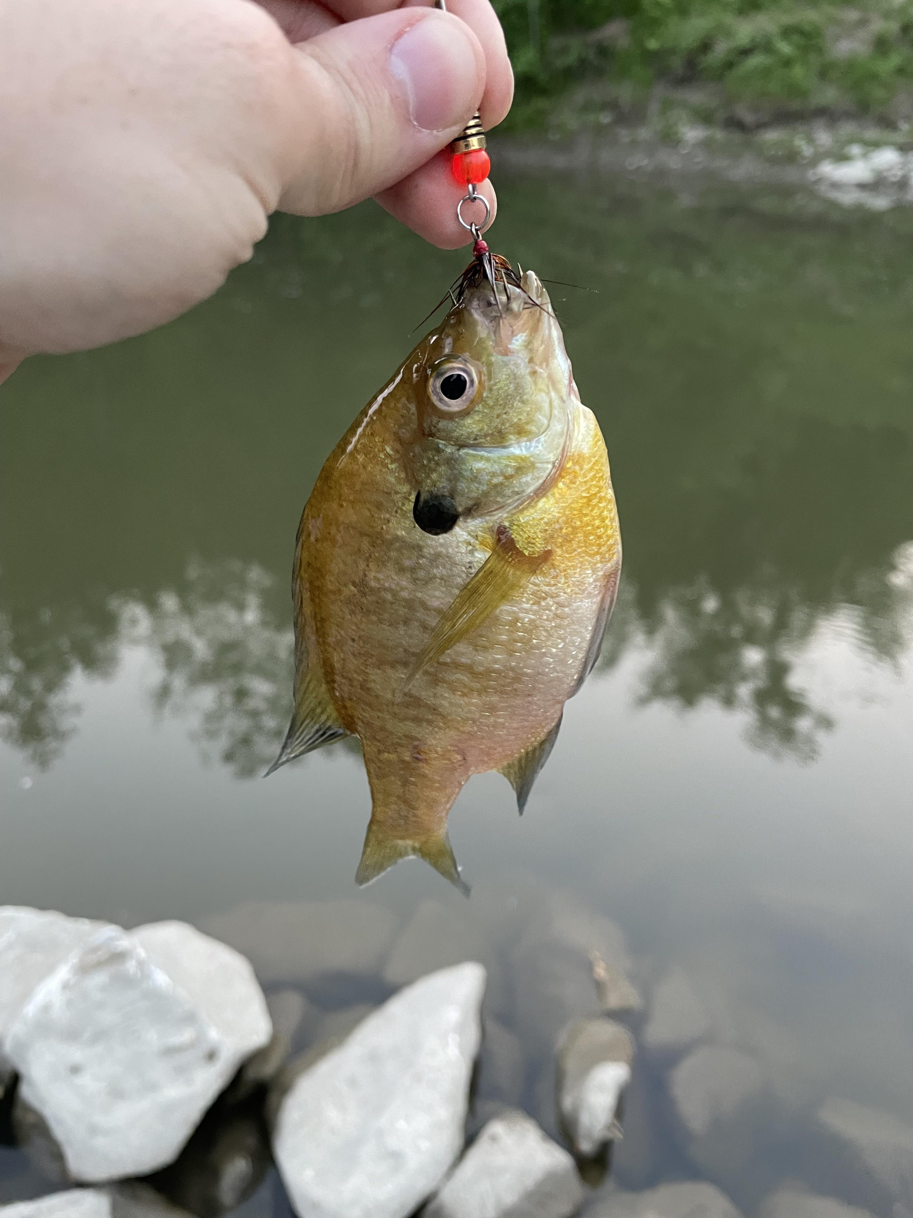 Hardest treble hook to remove | Scrolller