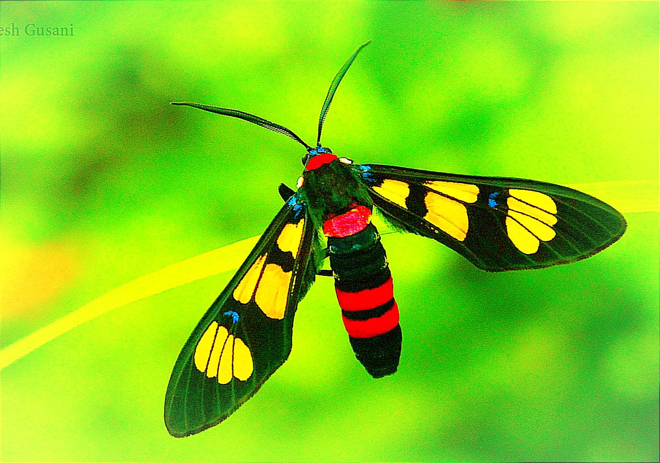 Painted Handmaiden Moth [OC] | Scrolller