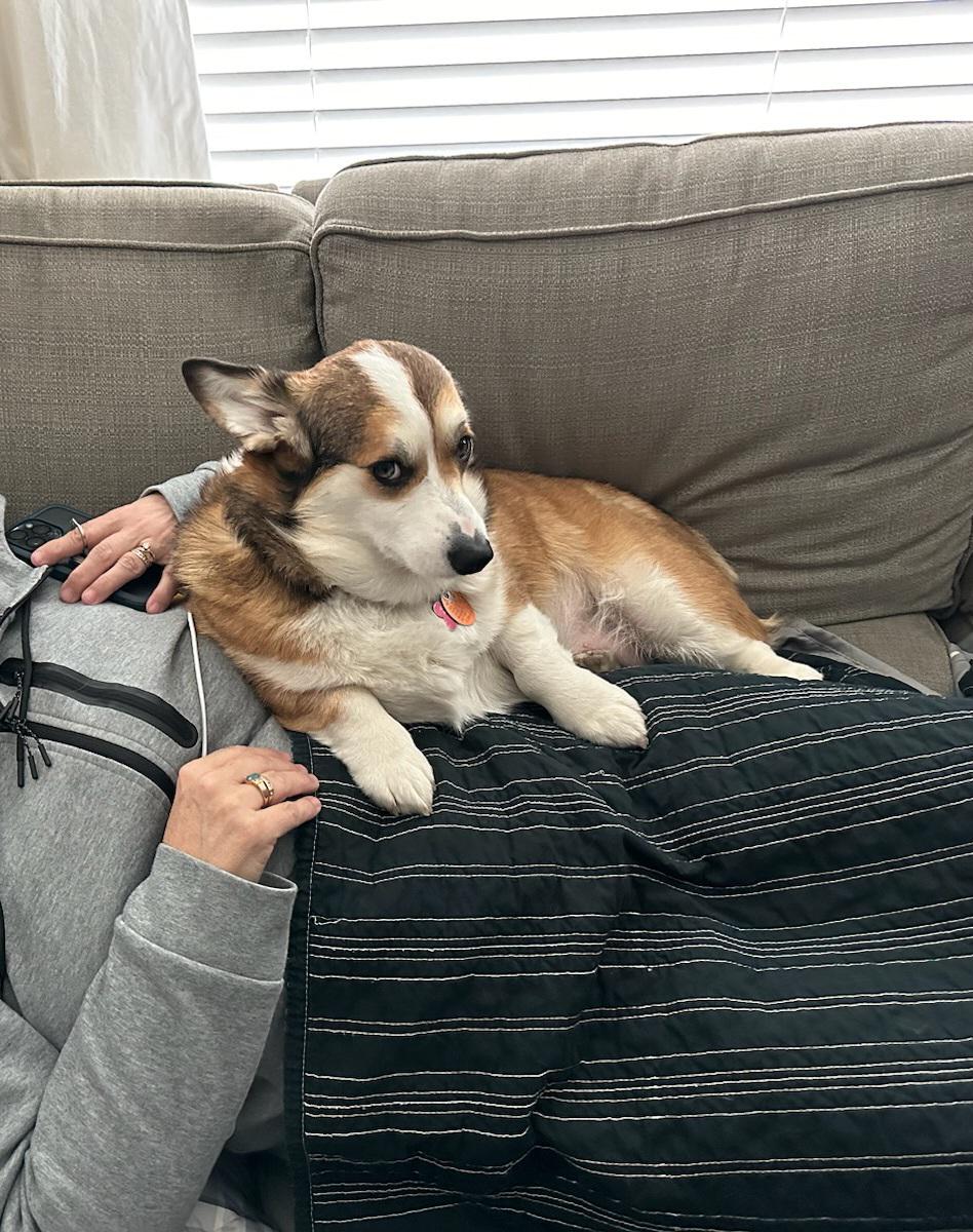 Discover more like Corgi: "My throne" and Related Content | Scrolller