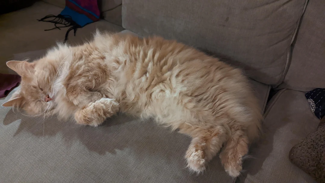 Fluff N’ Buckets | Scrolller