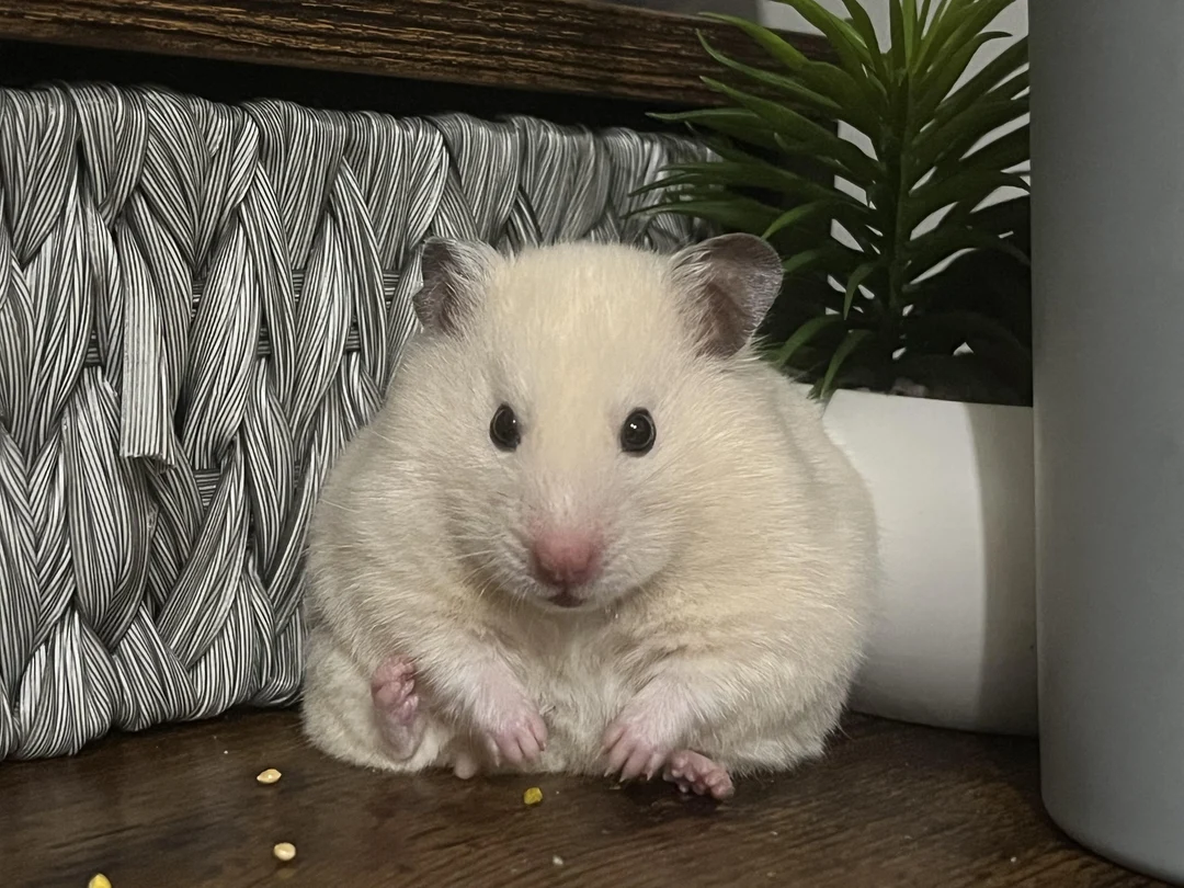 Luna is so cute when she sits like this 😊 | Scrolller