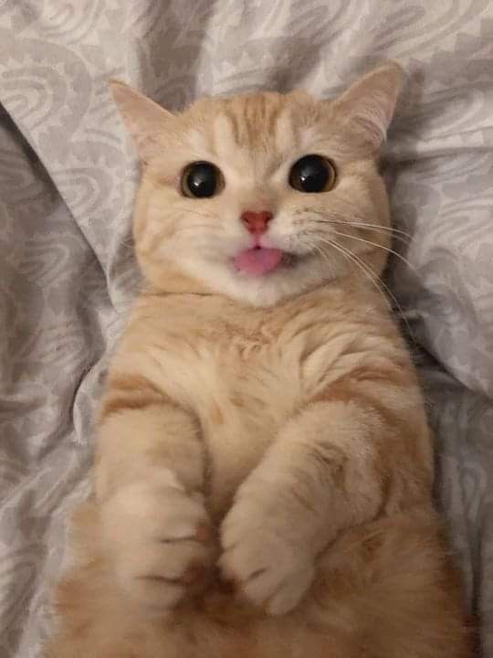 Cute yellow blep 🤭 | Scrolller