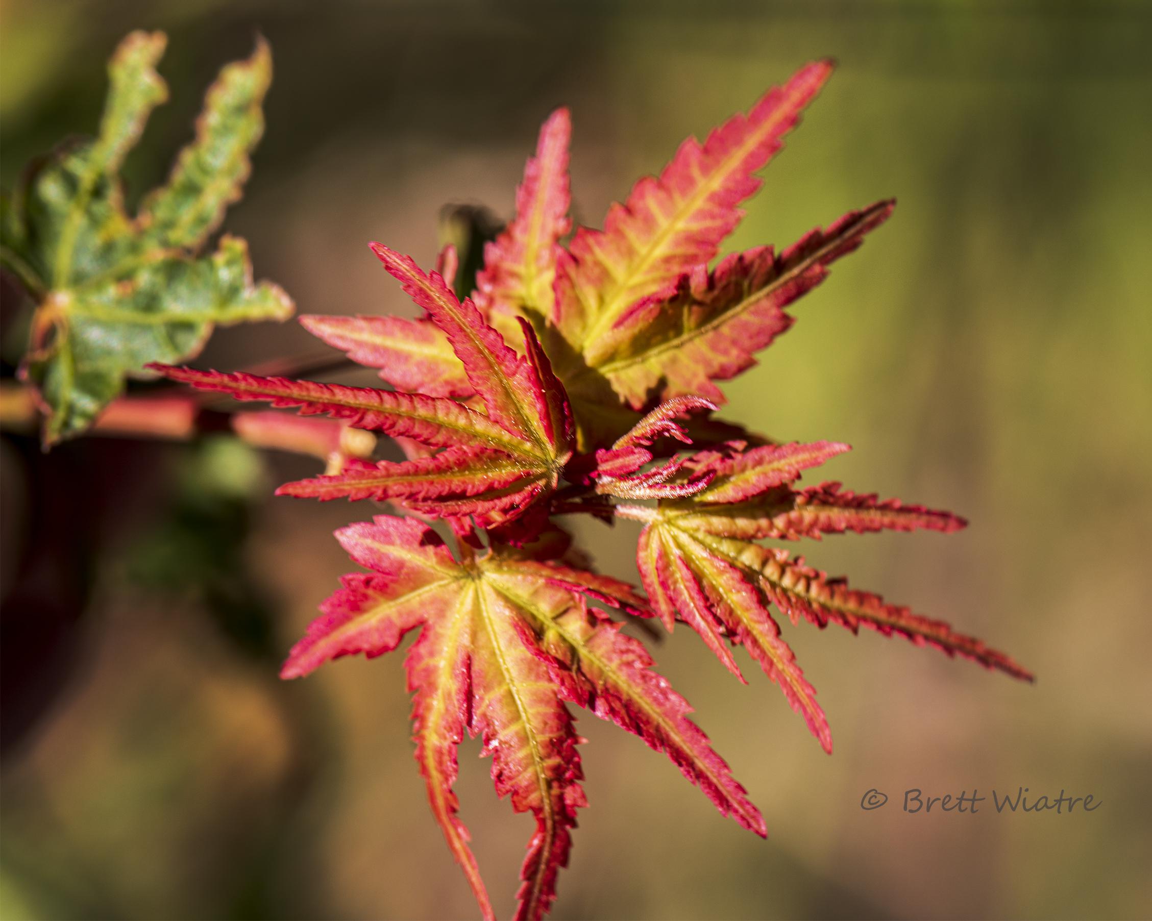 New Japanese Maple Growth {OC} | Scrolller