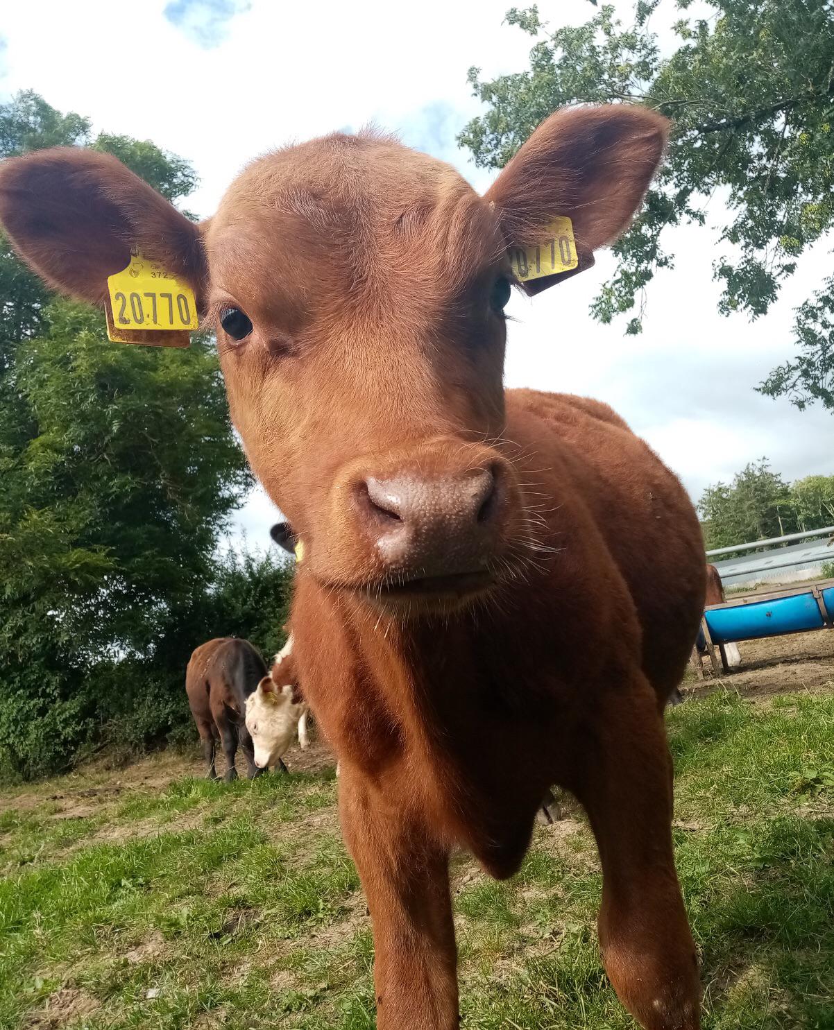 Our only red angus calf | Scrolller