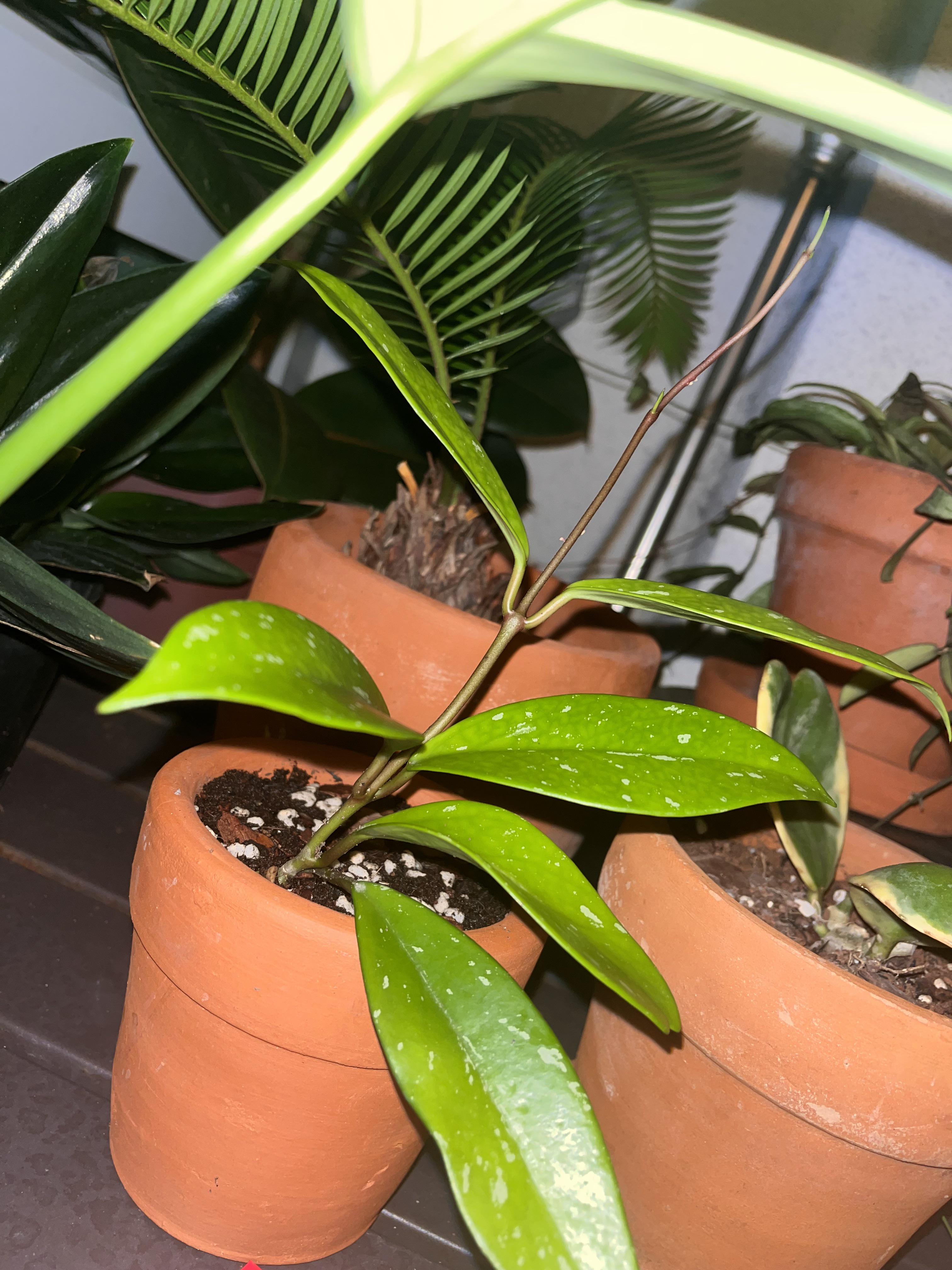 Hoya what is this? | Scrolller