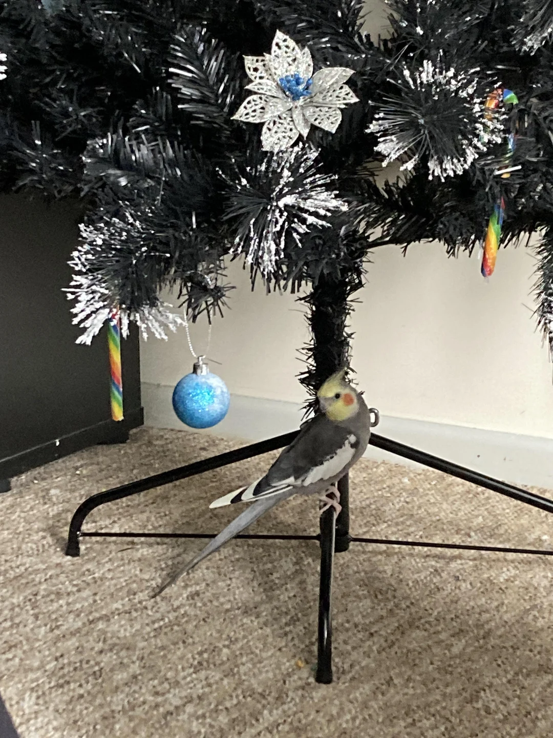 Zazu under the Christmas Tree | Scrolller