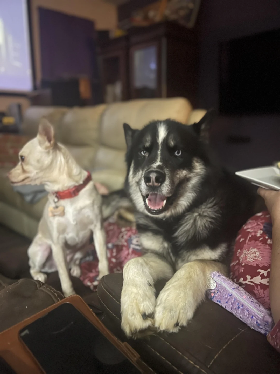Who else has Huskies that only want lap time at dinner time? | Scrolller