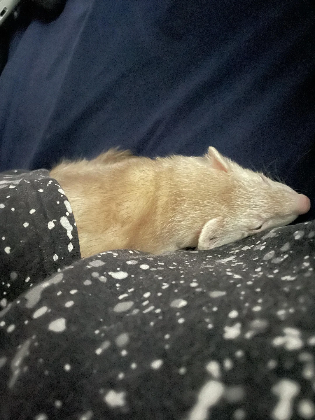 Sleeping | Scrolller