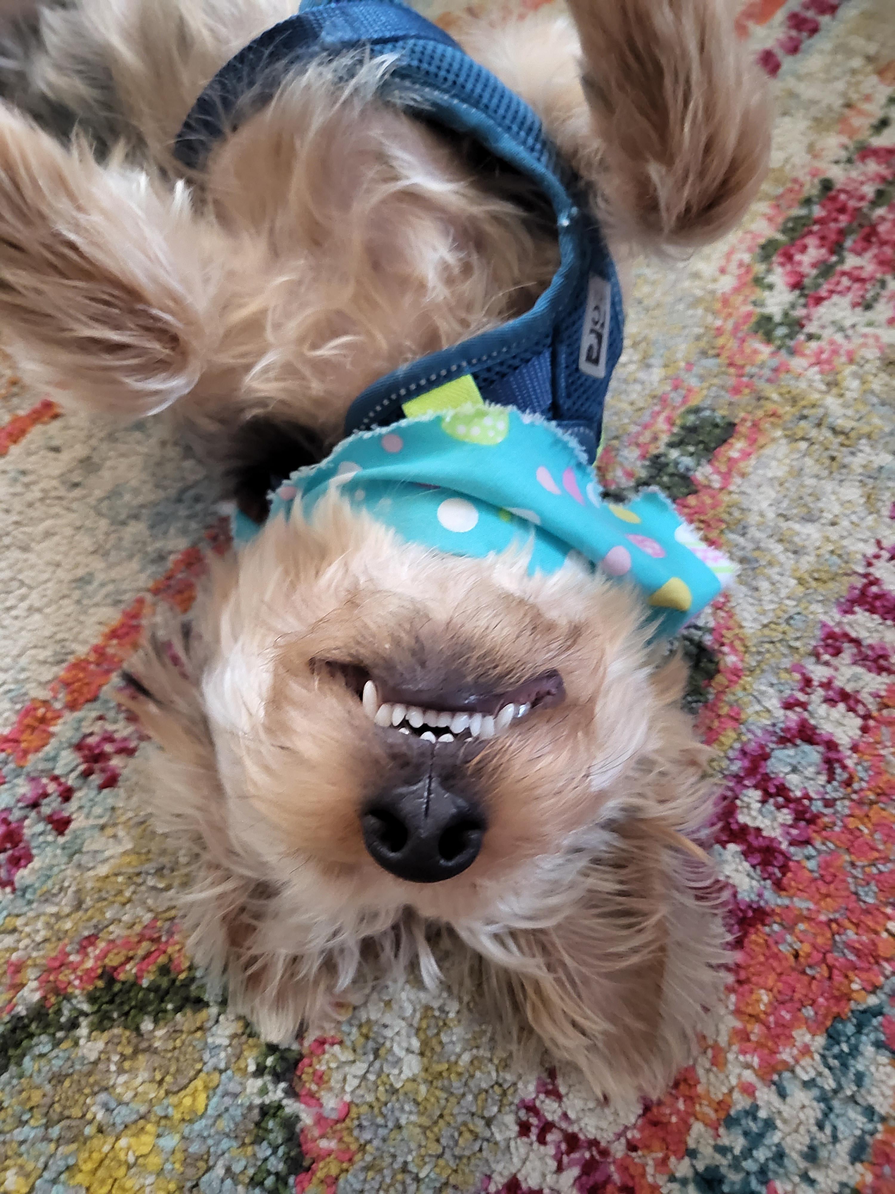 Roscoe, Aka Doug. | Scrolller