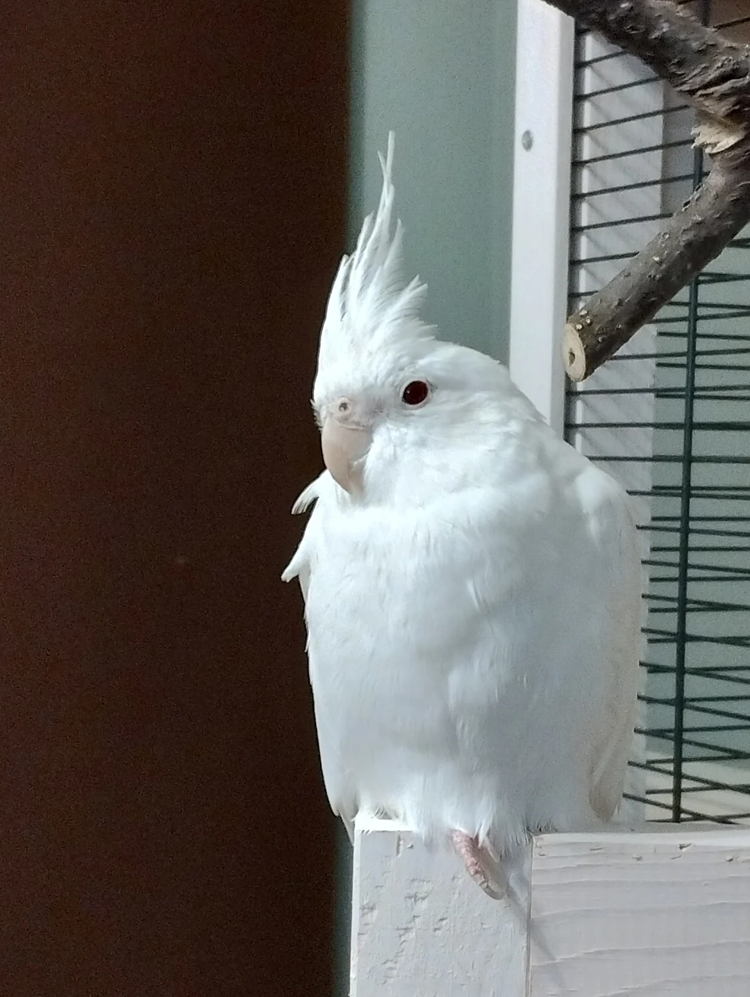 His first molt is making Isaac look pretty rough but maximum floof was achieved anyways | Scrolller