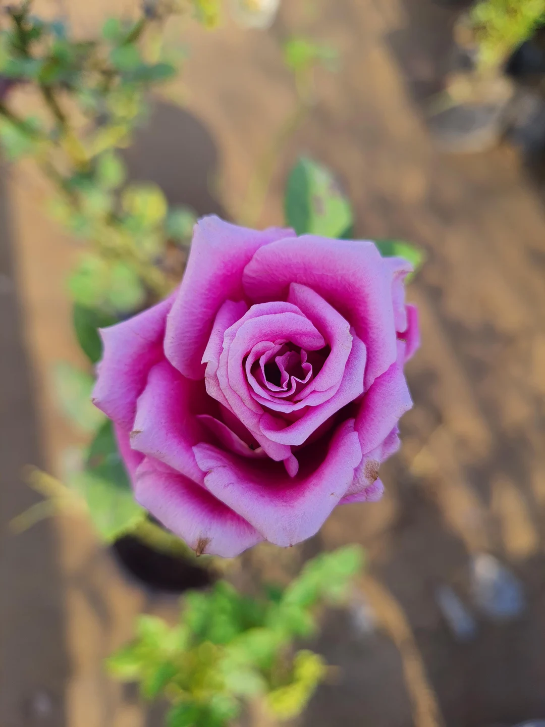 Pink Rose. | Scrolller