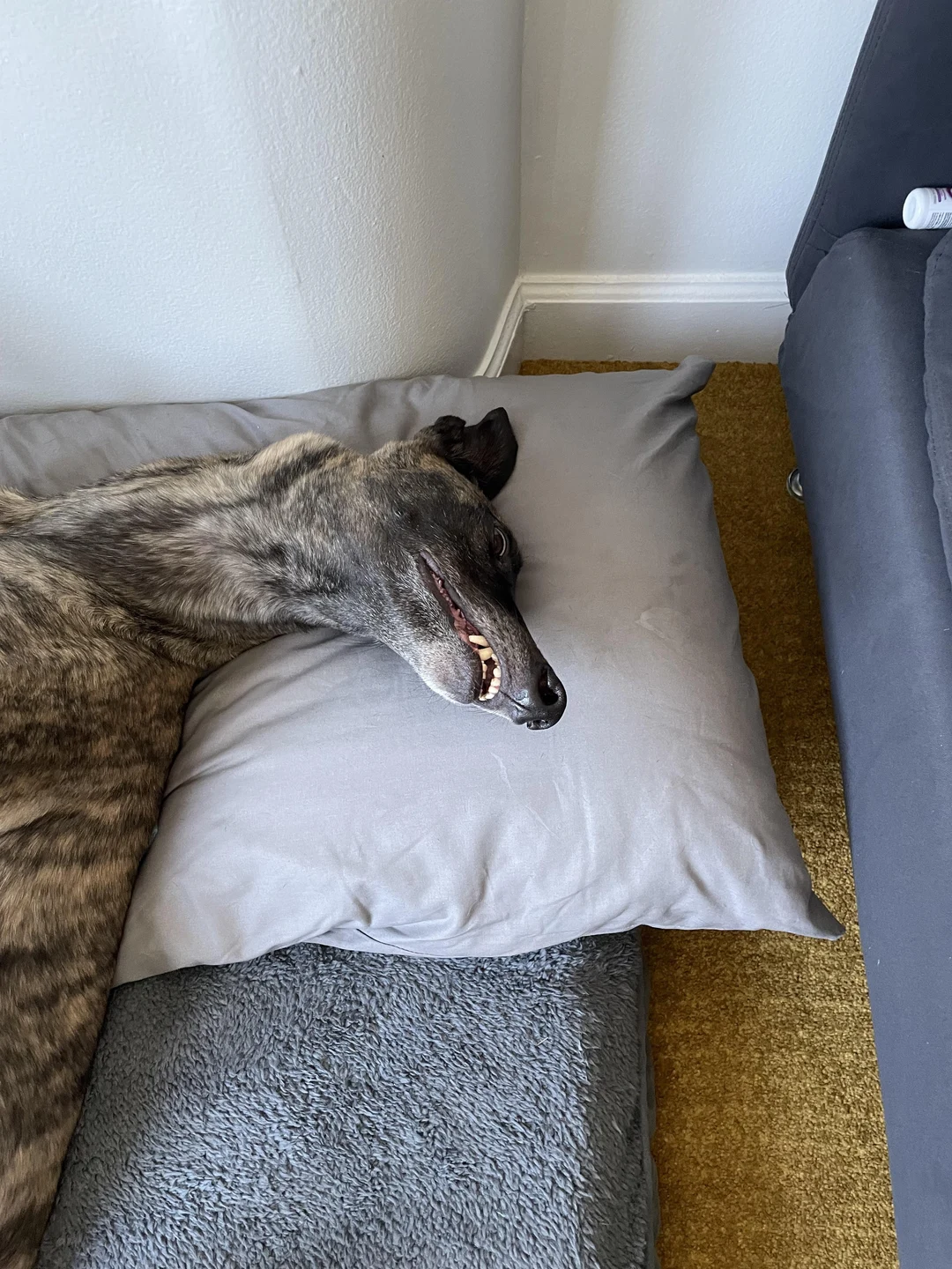 Derp sleep. | Scrolller