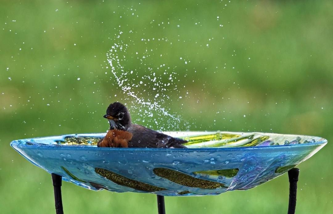 American Robin | Scrolller