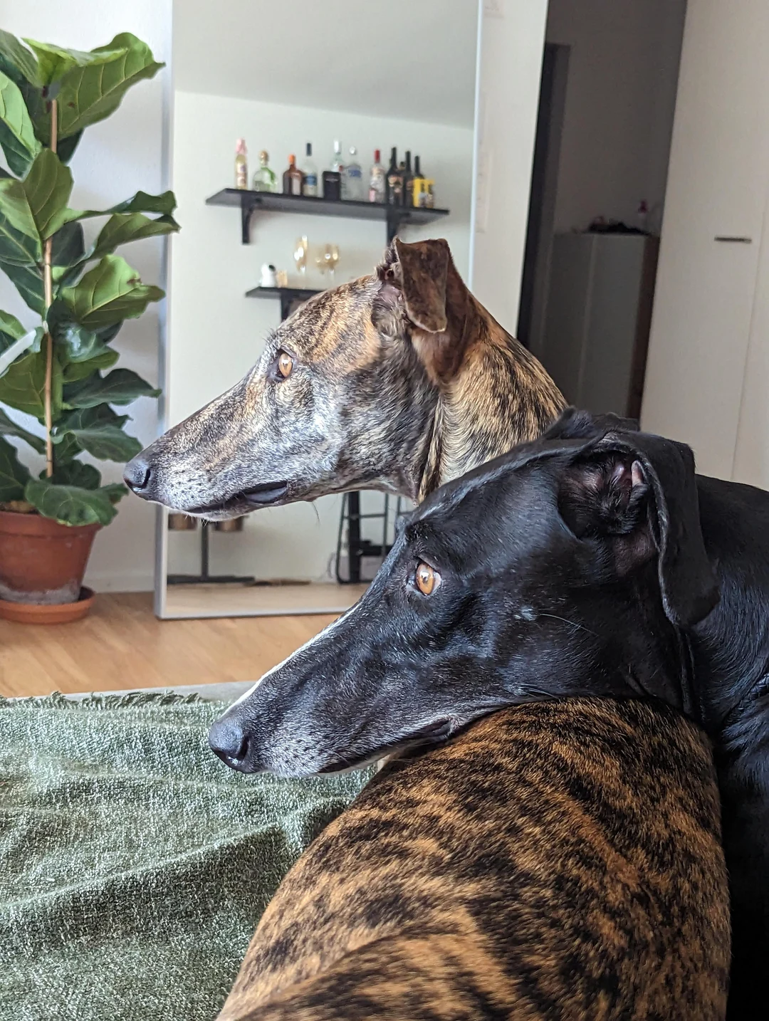 6 months with our boys and they are peeing inside again. Help plz! | Scrolller