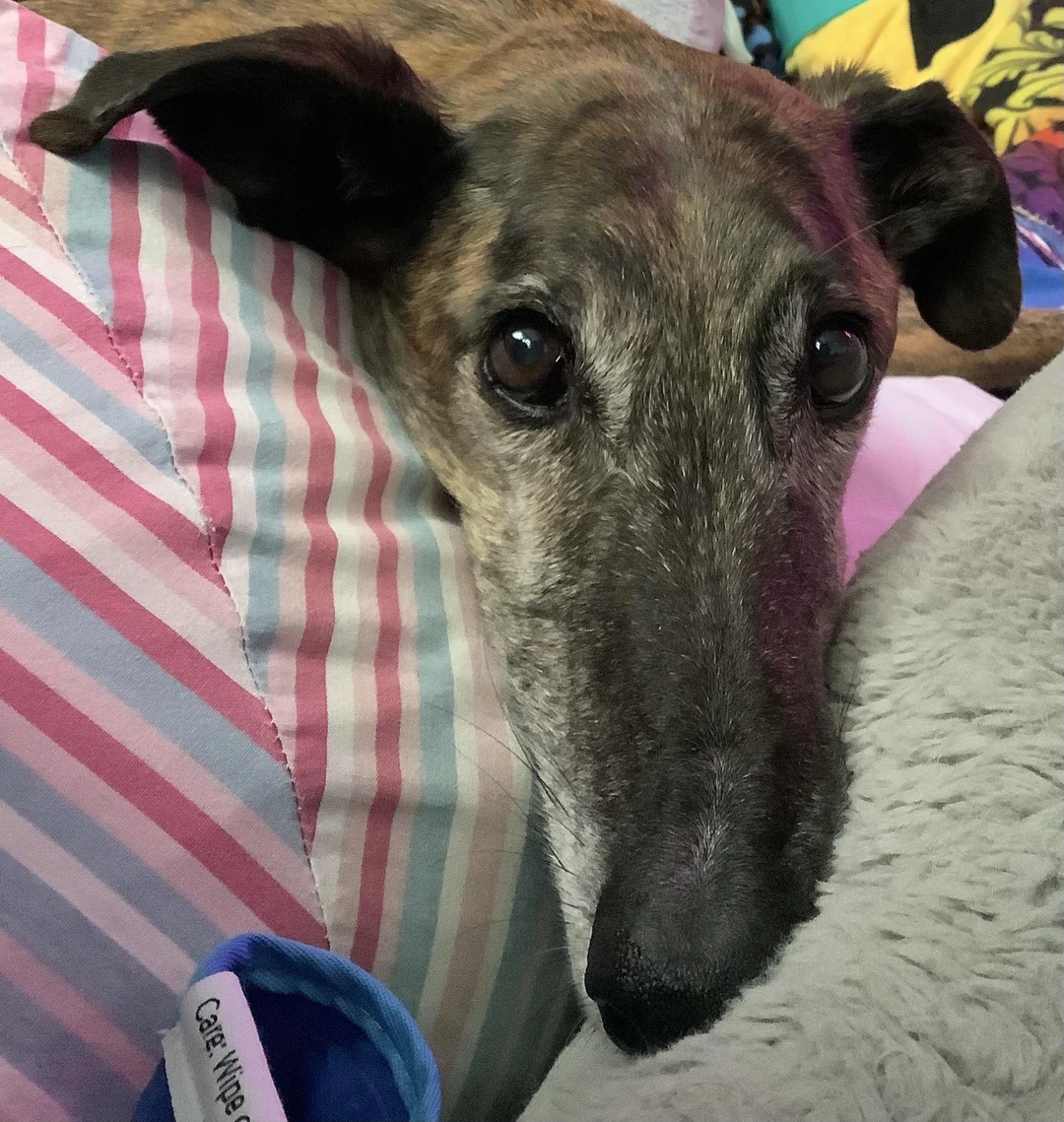 Bendy nose | Scrolller