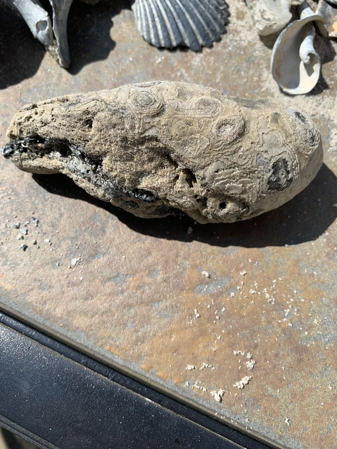 Is this a fossil | Scrolller