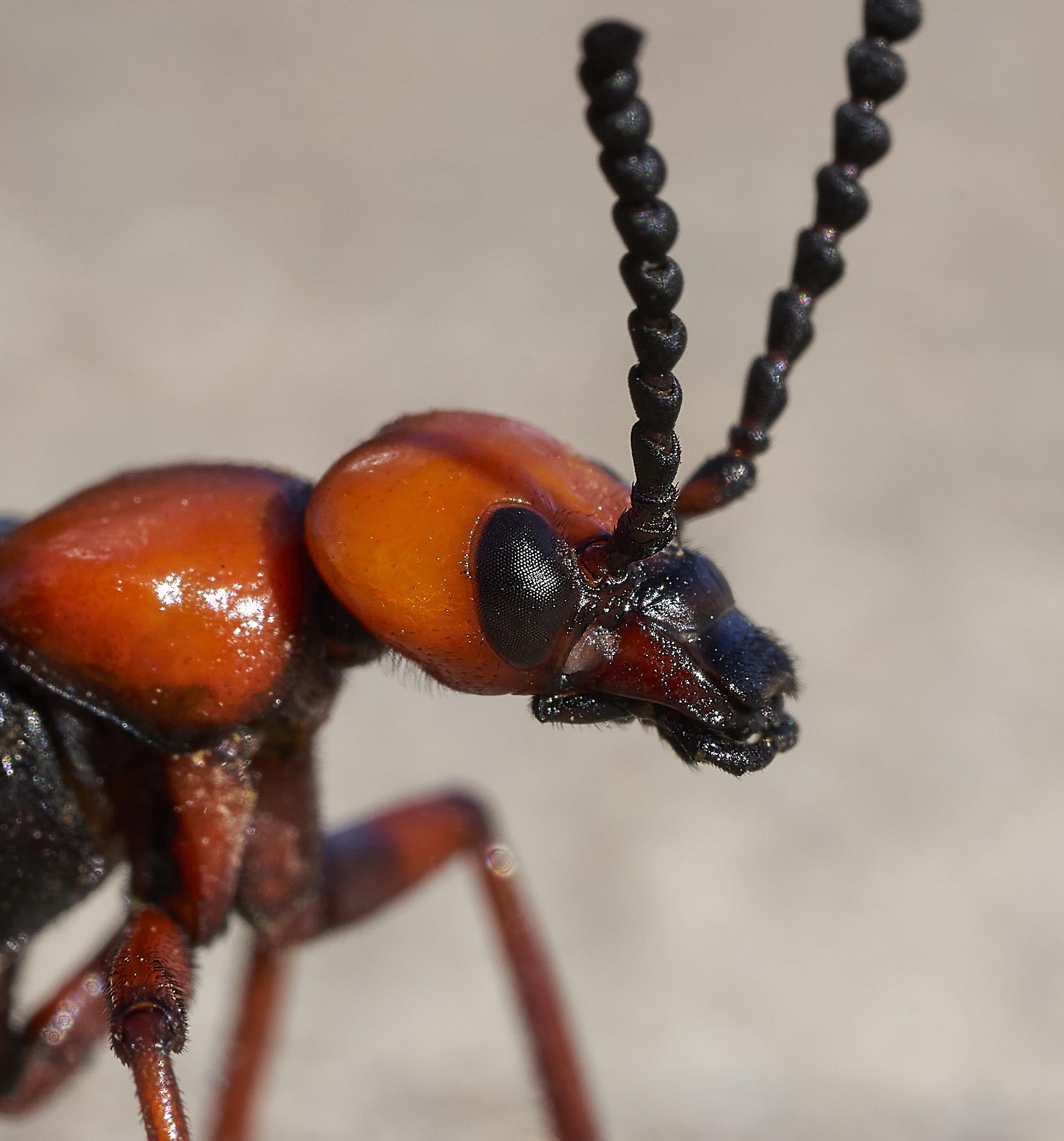 Master Blister Beetle aka. Mister Blister aka. Master Blaster Beetle | Scrolller