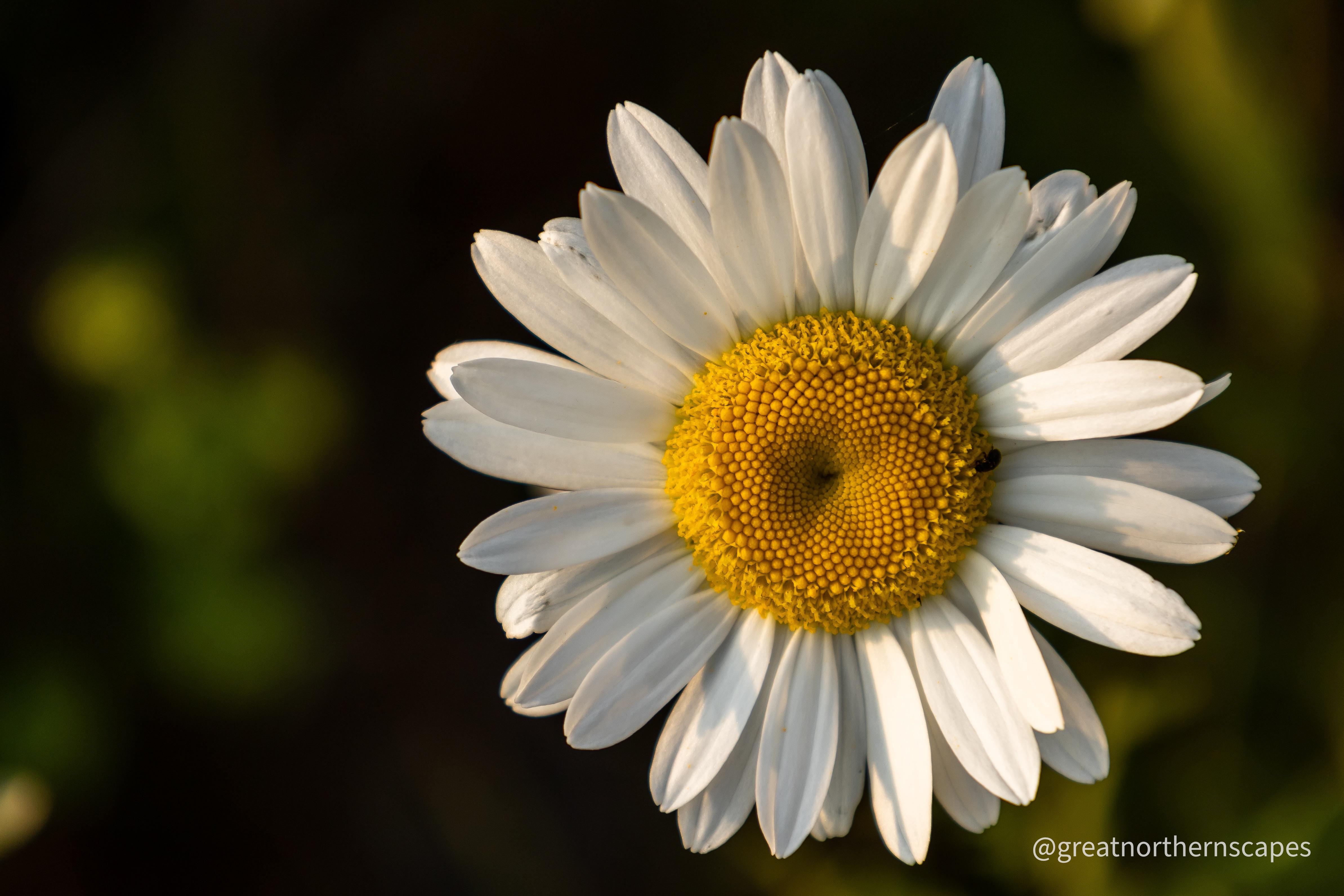 Daisy | Scrolller