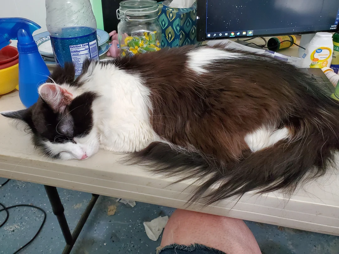 an Oreo desk loaf. | Scrolller