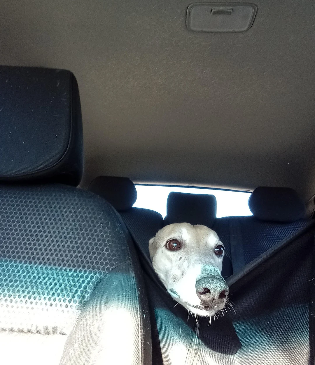 The Backseat Barrier Works...as a chin rest. | Scrolller