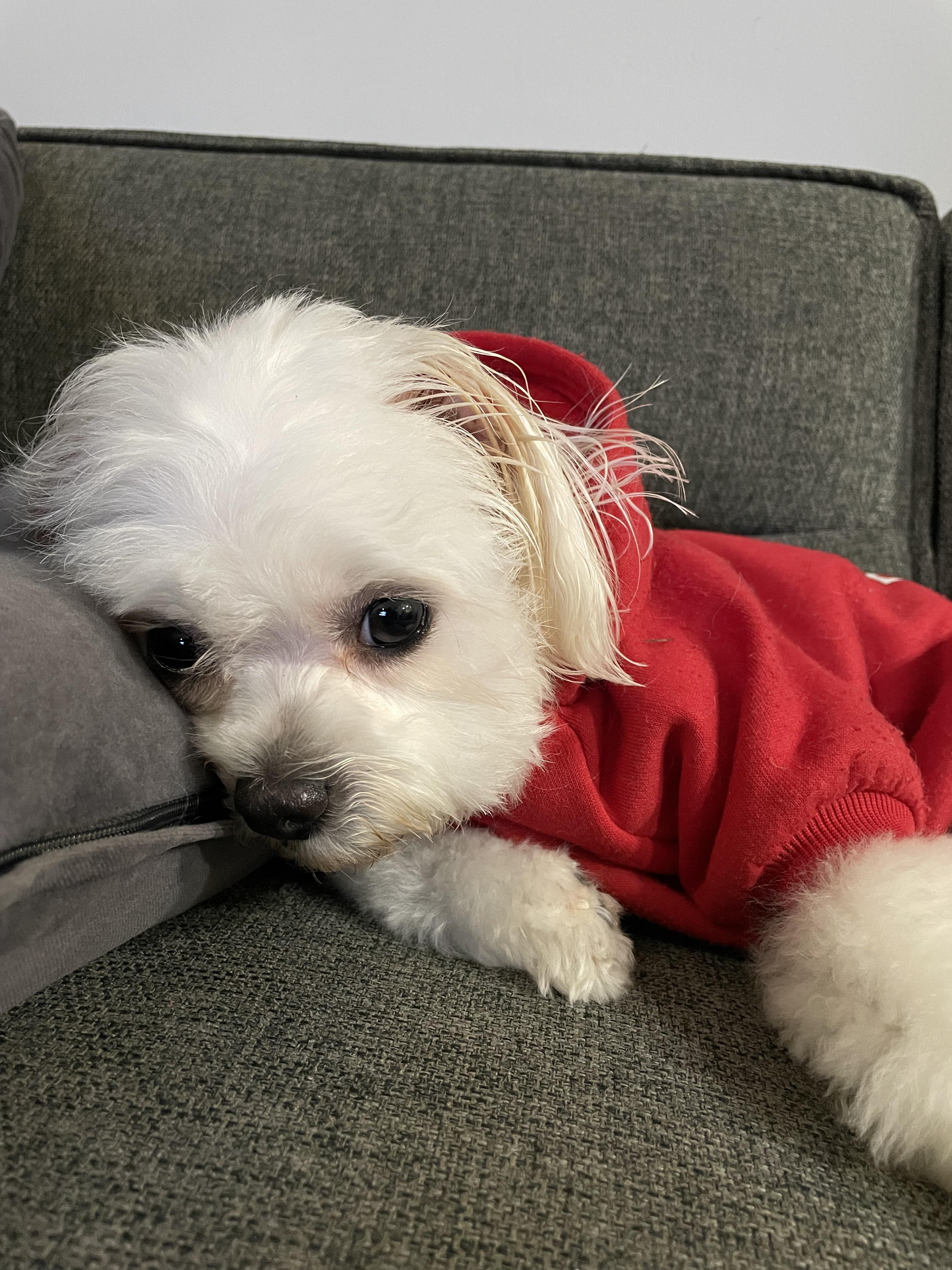 Luna after grooming | Scrolller