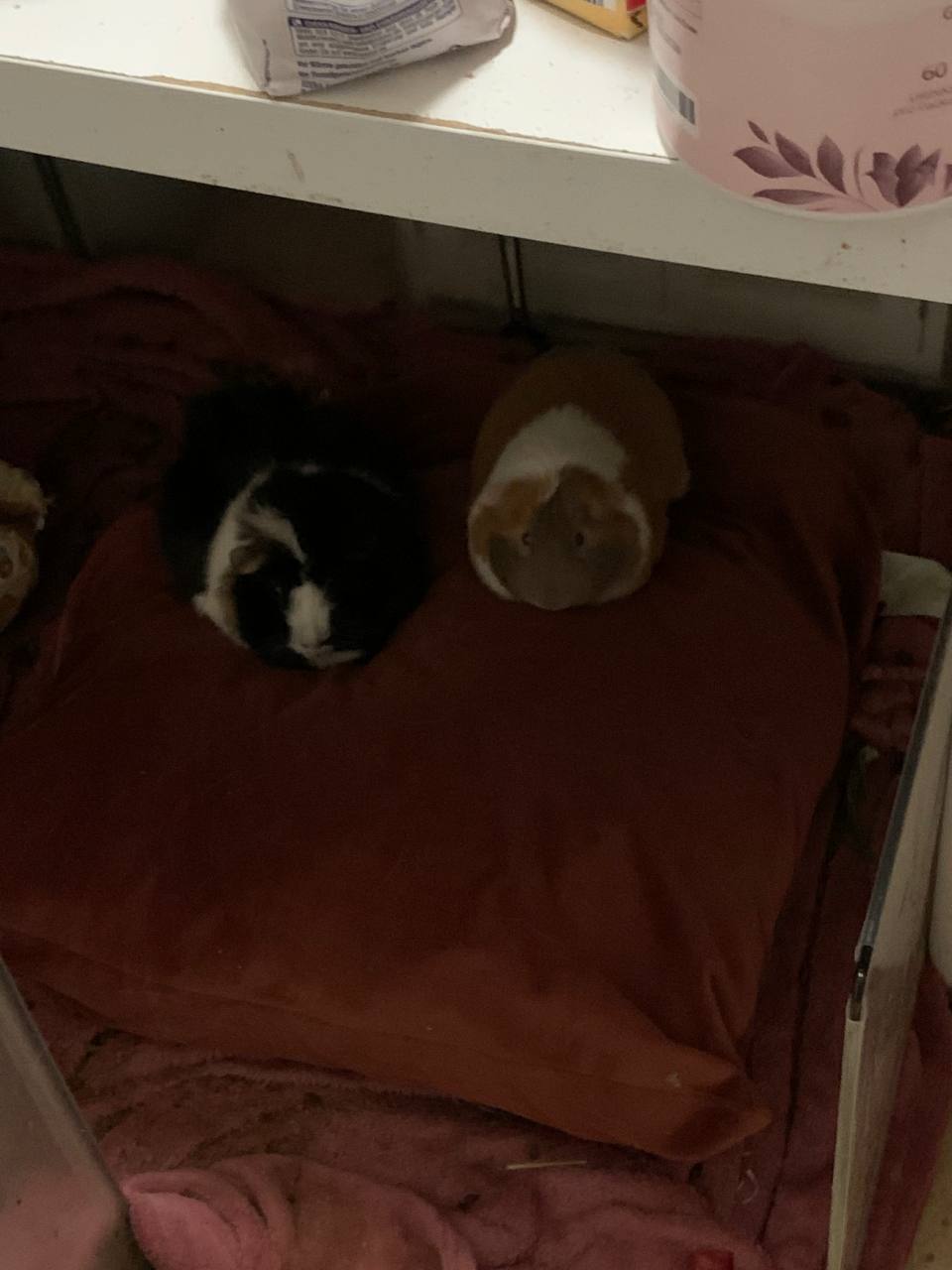 Just chillin' | Scrolller