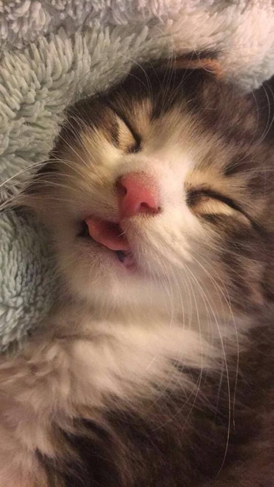 Sammy sleeping Blep | Scrolller
