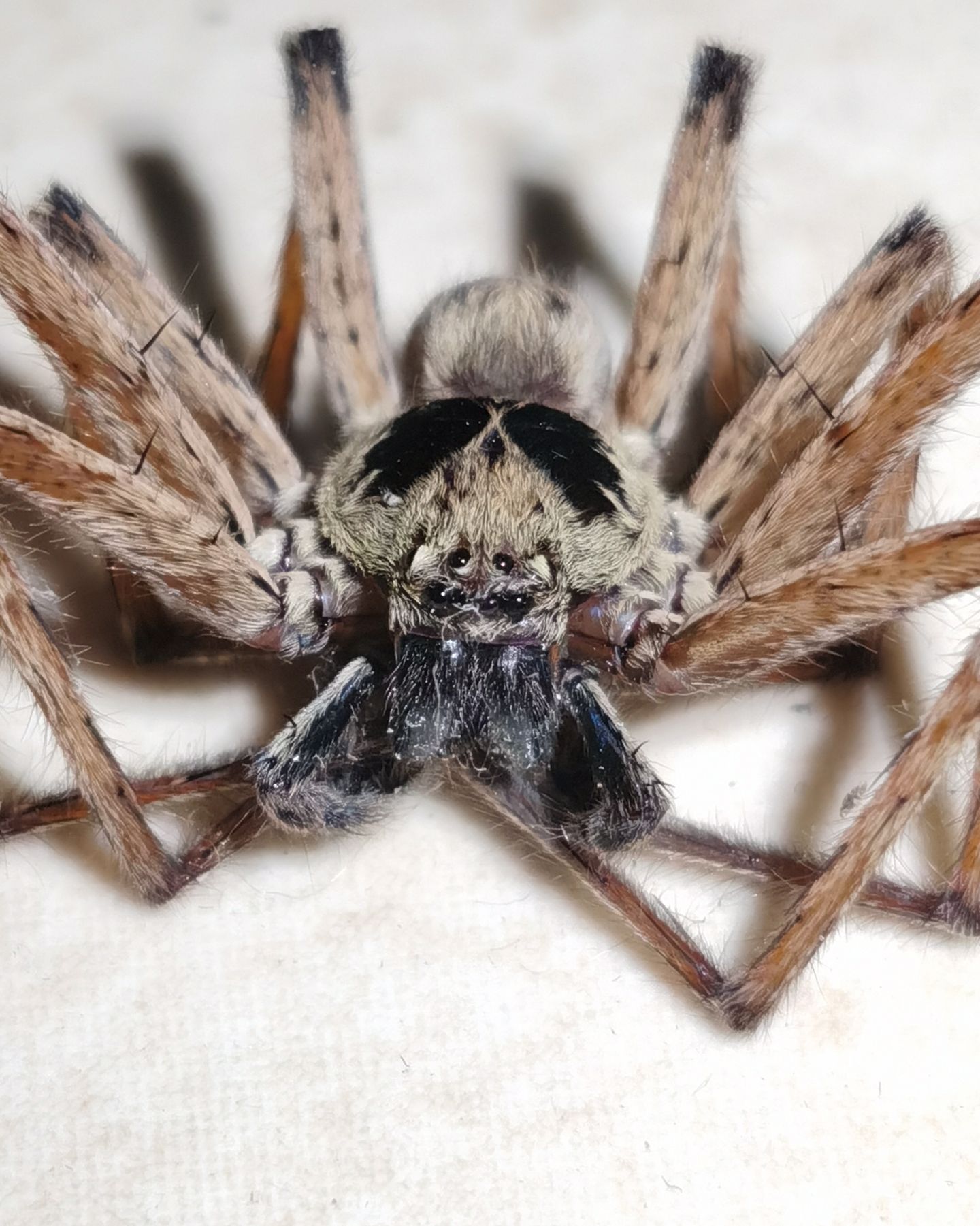 Lycosella - wolf spider | Scrolller