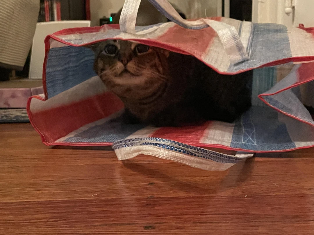 Bag trap | Scrolller