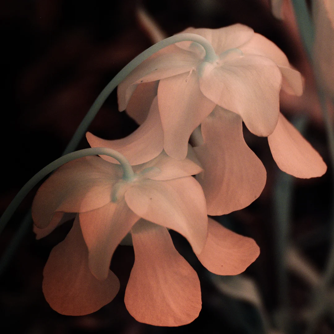 Carnivorous Composition | Scrolller