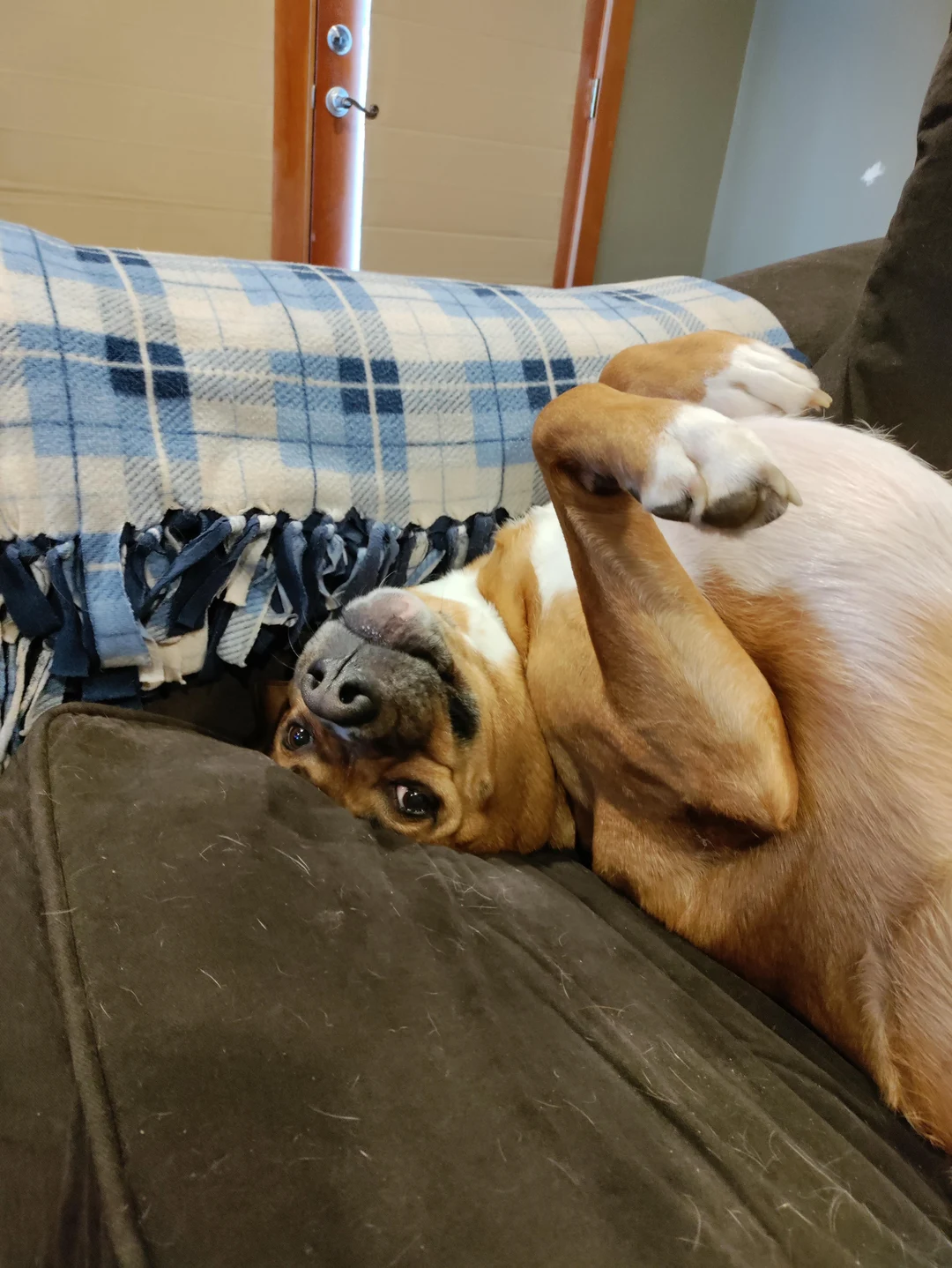 This is the first time Gus has ever posed like this. Feeling cute, might lay here and chill ...