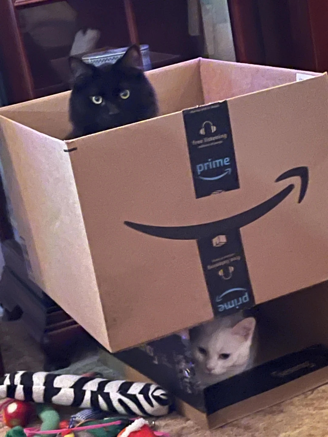 Discover more like TheCatTrapIsWorking: Our double-decker cat trap is working great! and Related ...