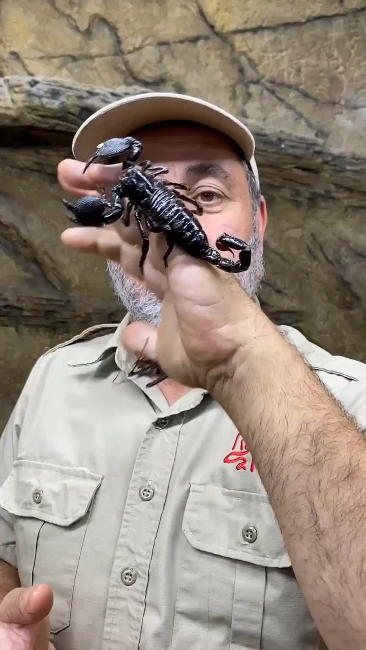 Different types of scoripions | Scrolller