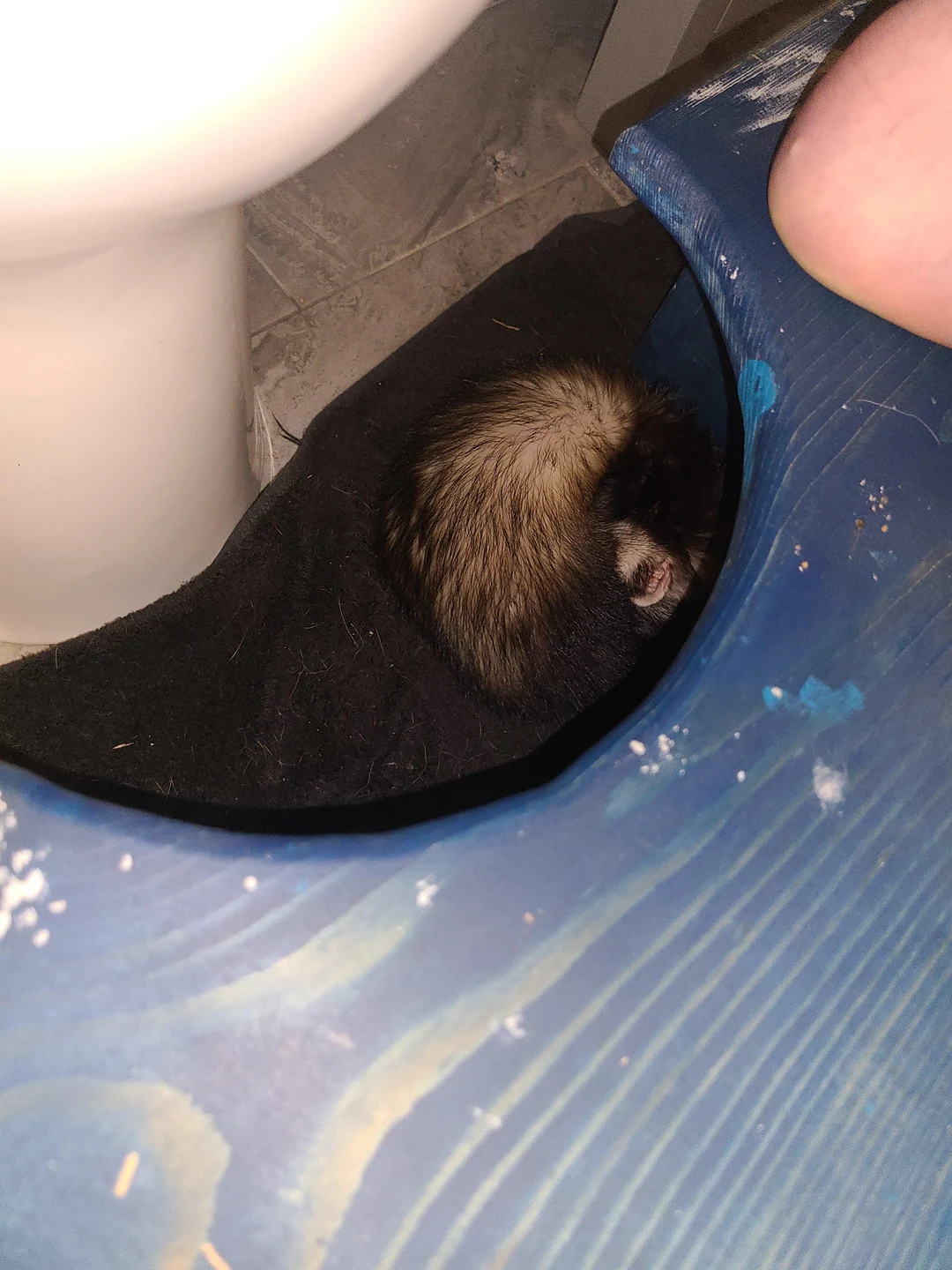 Dook Dook like to sleep here while im pooping... | Scrolller