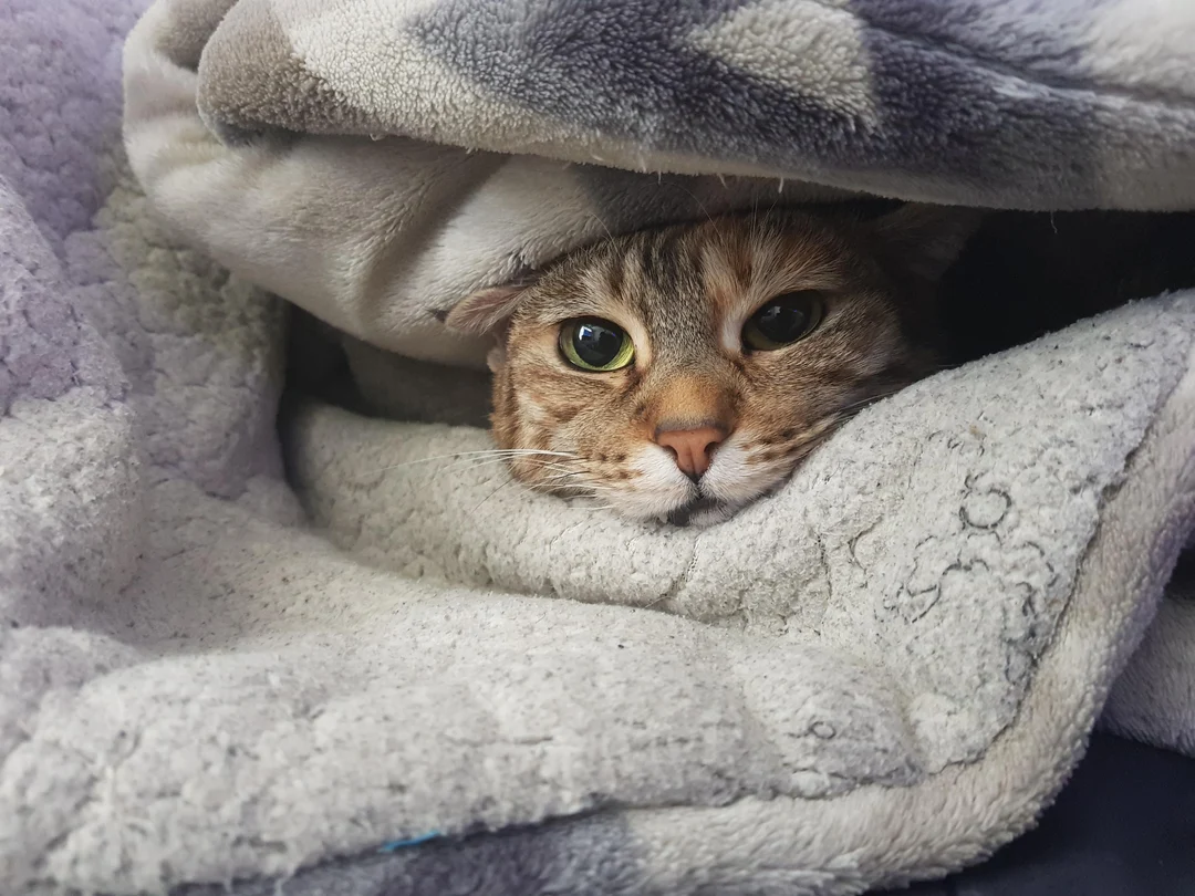 She has been squished | Scrolller