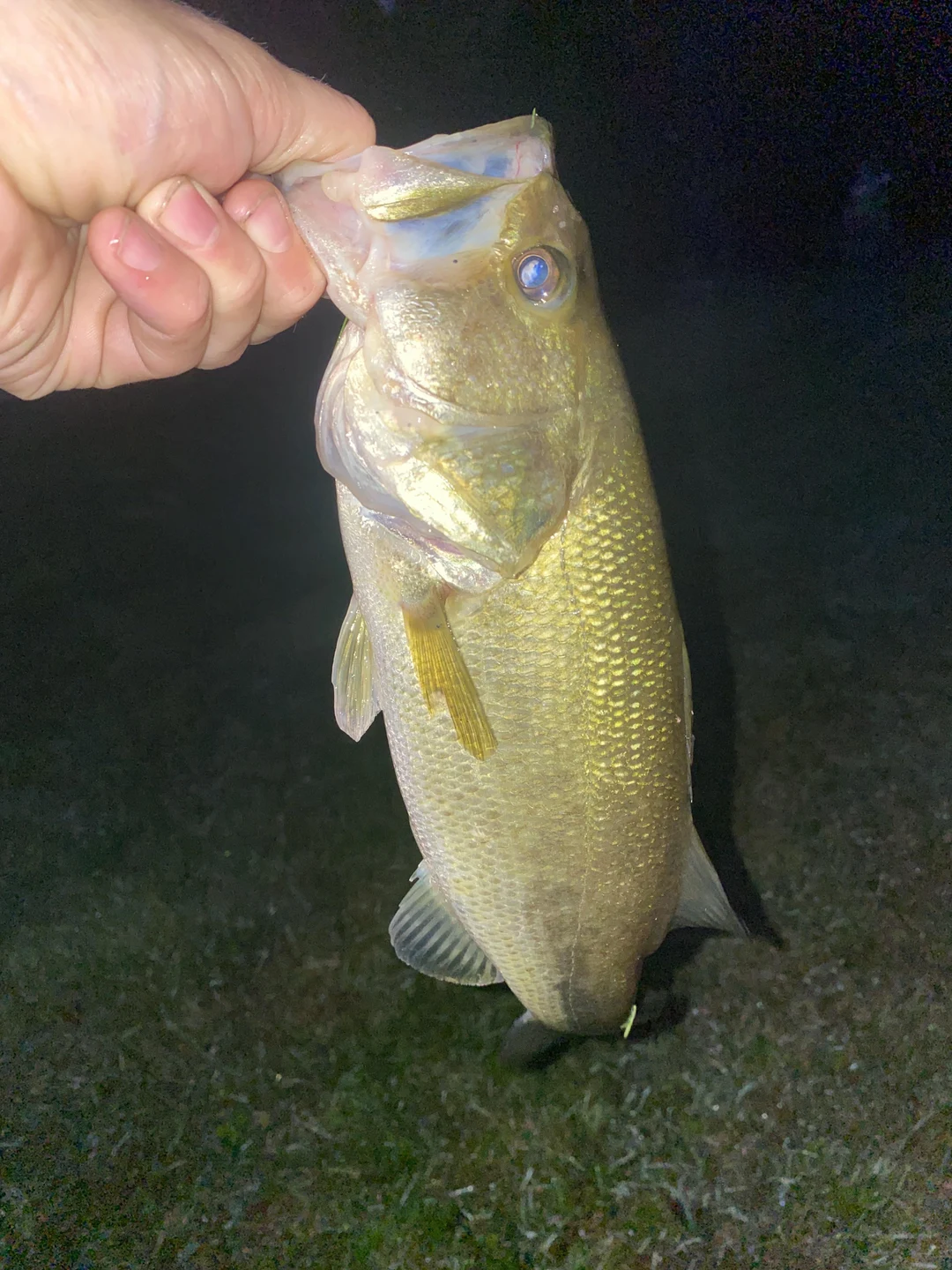 Finally, after getting skunked for too many consecutive trips. First cast this morning. | Scrolller