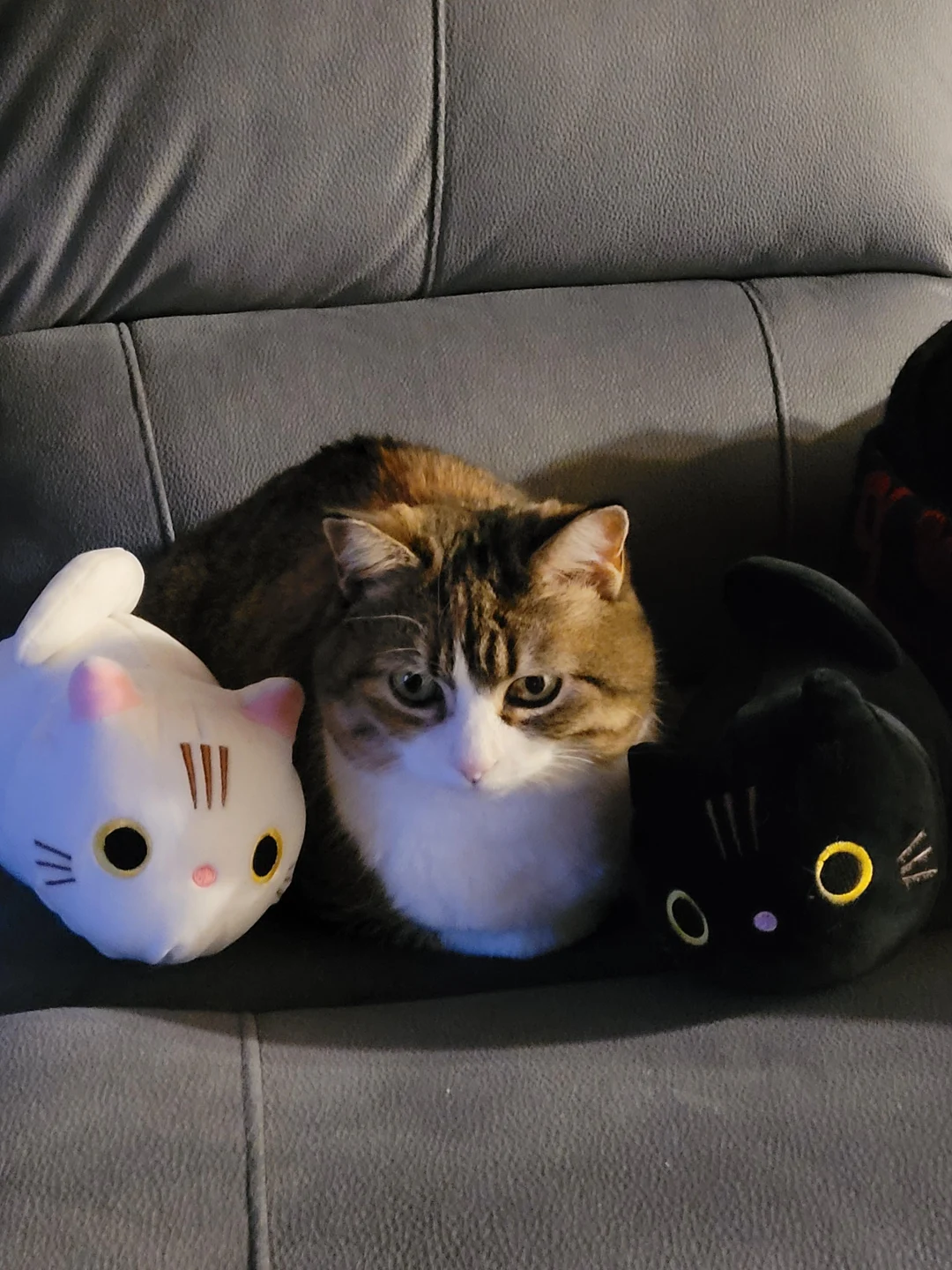 LOAF GANG | Scrolller