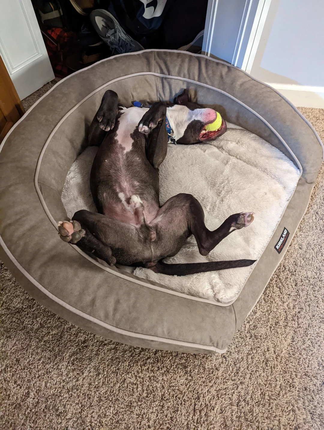 Tiny Tim in his natural resting state. | Scrolller