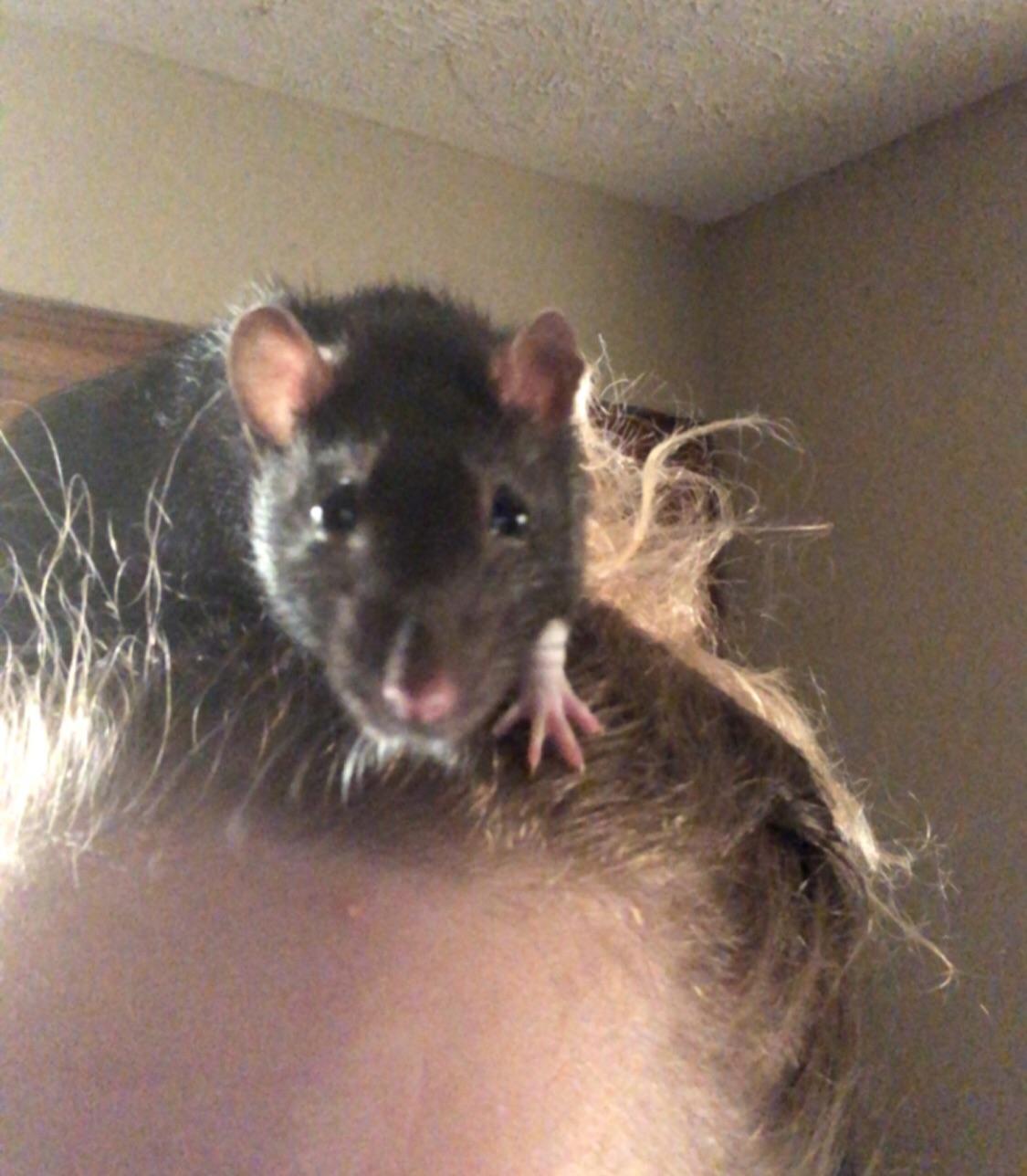 New Cage and New Rats | Scrolller