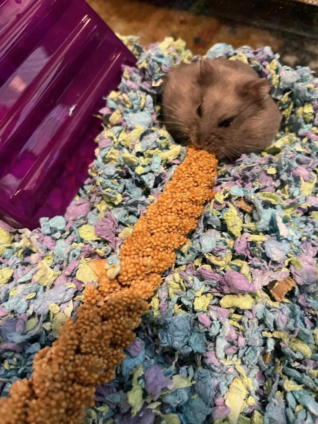 Discover more like Hamsters: A wild chonk appears and Related Content | Scrolller