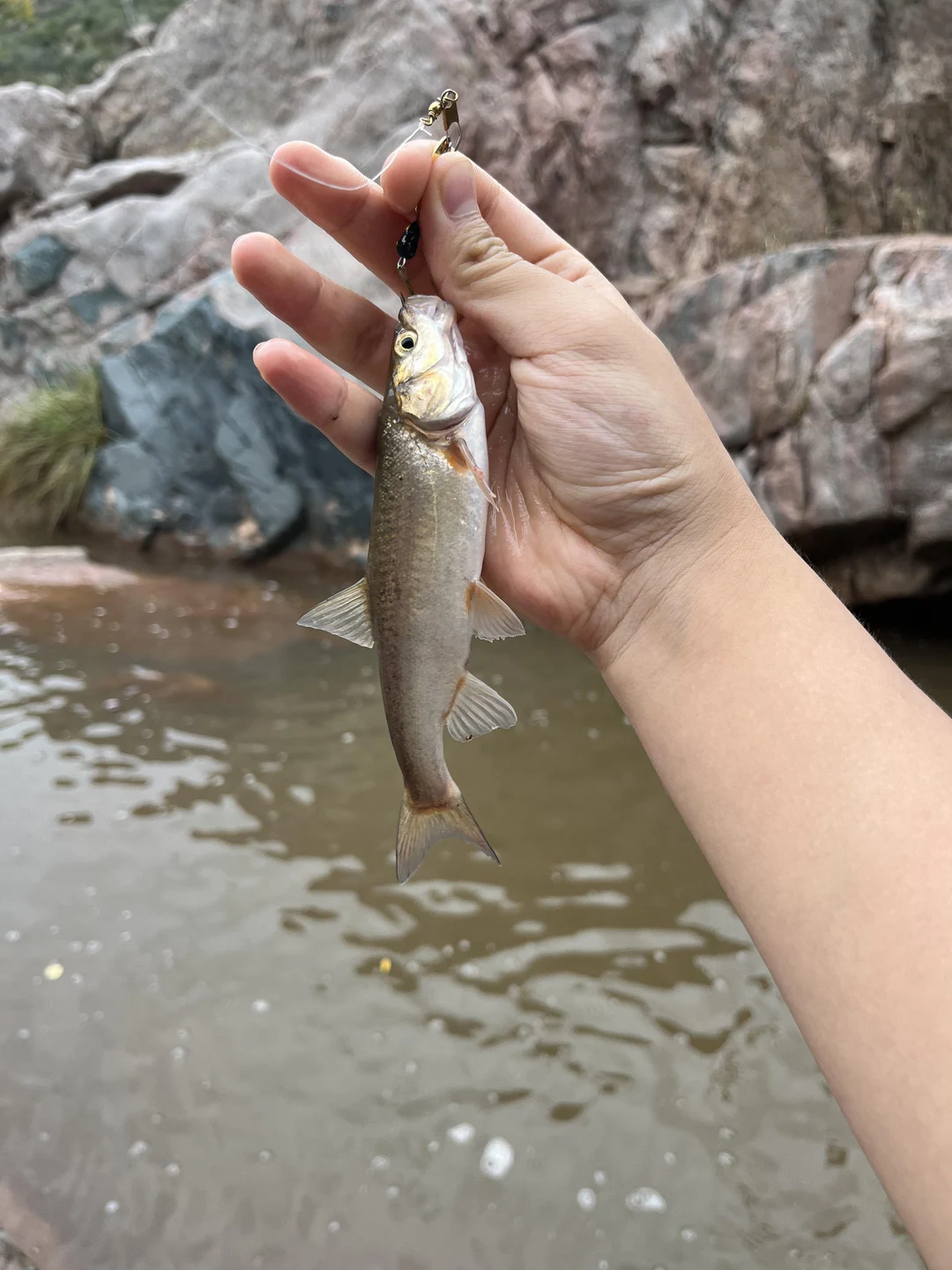 Went creek fishing today for the first time. Caught a chub and lost two of my first trout ...