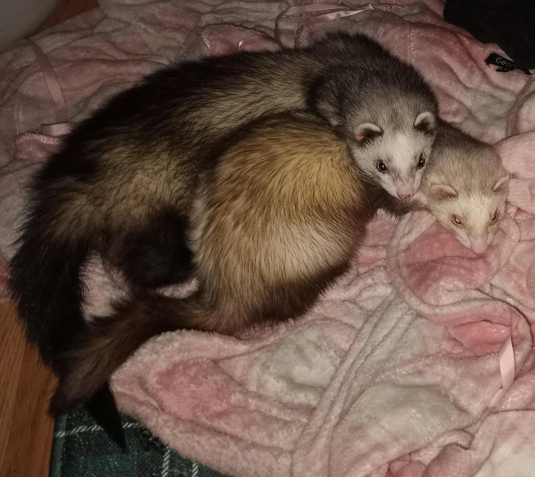 Snuggle buddies | Scrolller