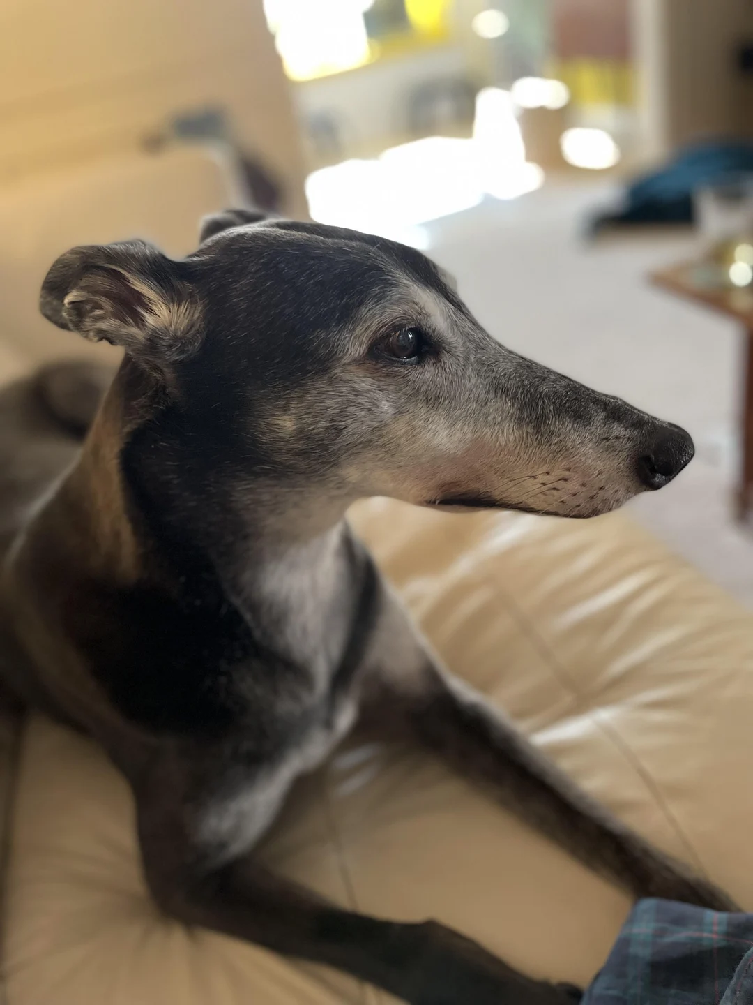 My Koryn had her annual physical. She is 16 and in great shape. | Scrolller