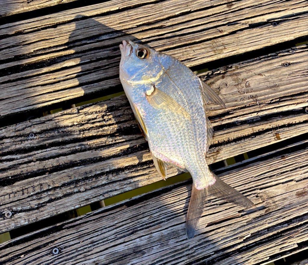 Southern Florida Dock Fishing | Scrolller